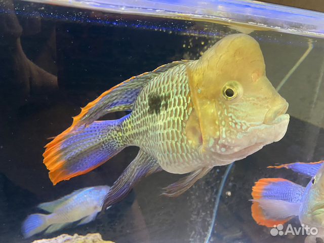 Акара бирюзовая