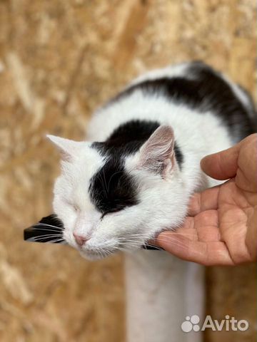 Ди, ласковая кошечка в добрые руки