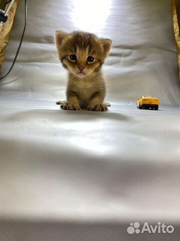 Мальчик чаузи ф1