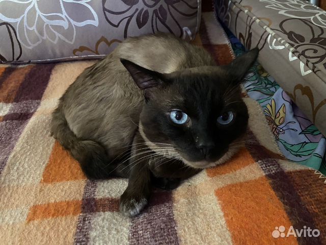 Отдам кота в добрые руки