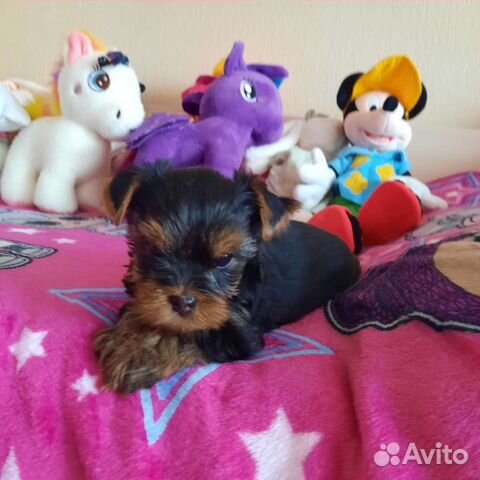 Йоркширский терьер мини беби фейс продажа
