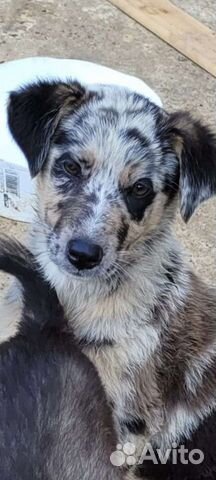 Щенки метисы около 2 мес