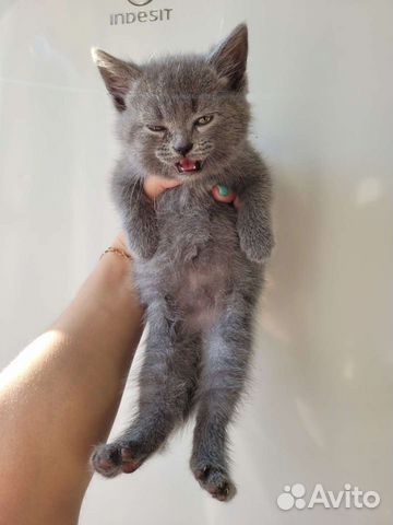 Котята