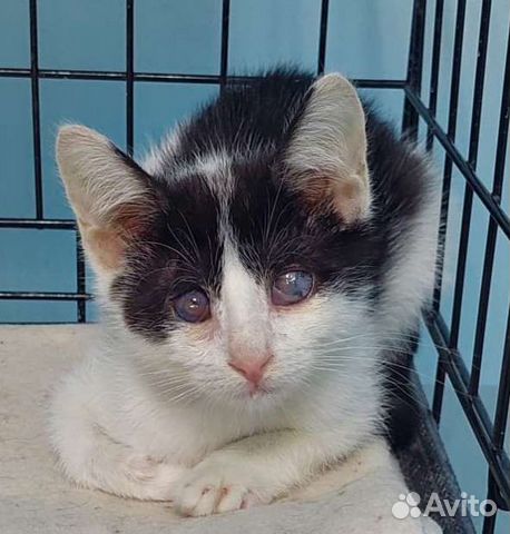 Слепой малыш