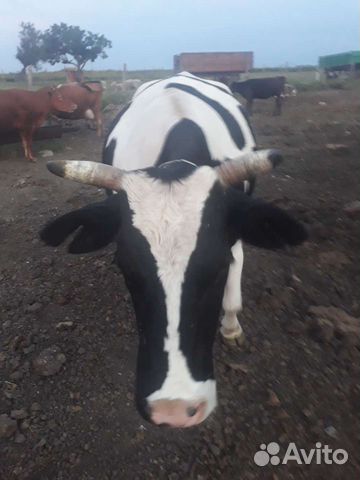 Продается тельная корова