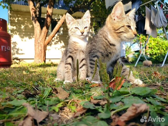 Ласковые и энергичные котята