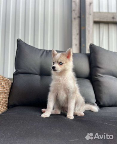 Pomsky/Помски(мини-хаски)