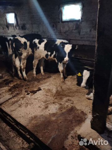 Телята 1-2-3мес