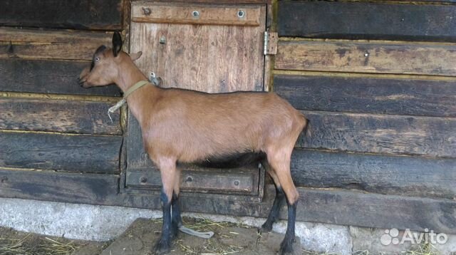 Козы под покрытие Продаю или меняю