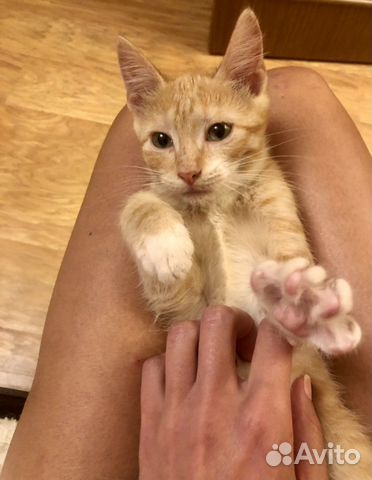Рыжий котенок девочка в добрые руки