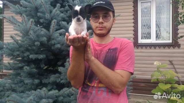 Мини чихуашечки