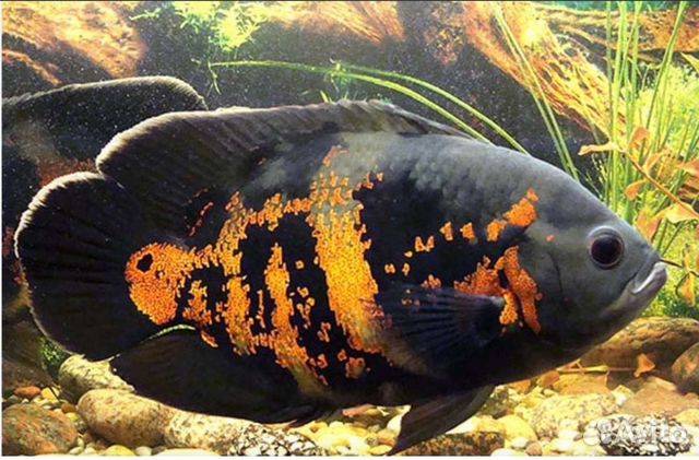 Астронотусы в добрые руки