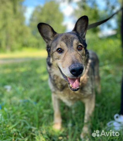 8 лет в приютской клетке