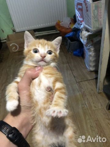 Отдам котят в добрые руки мама шотландская