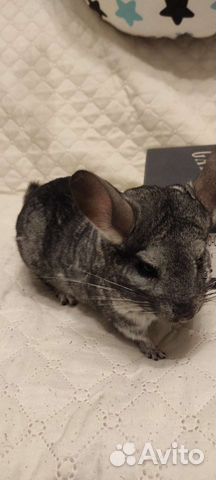 Шиншилла самец