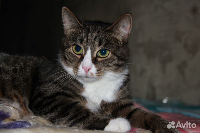 Кошка Эля в добрые руки