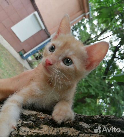 Котенок в добрые заботливые руки