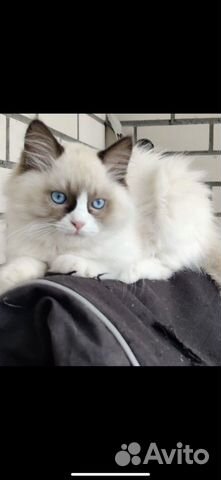 Ragdoll