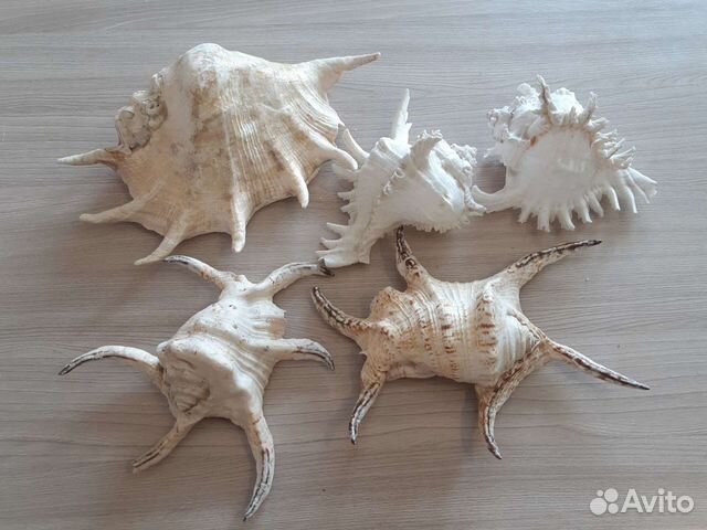 Ракушки с Таиланда