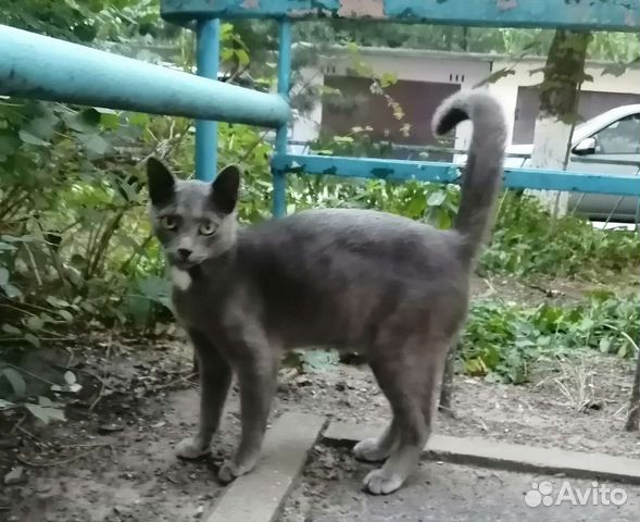 Британский котик ищет дом