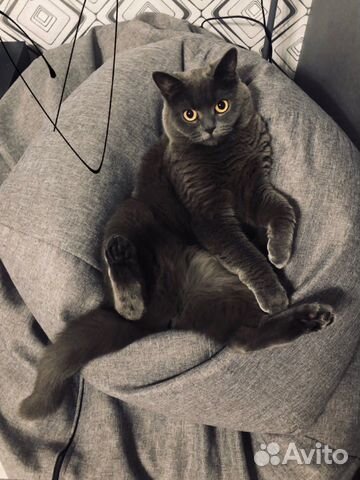 Шотландски кошка (скоттиш страйт)