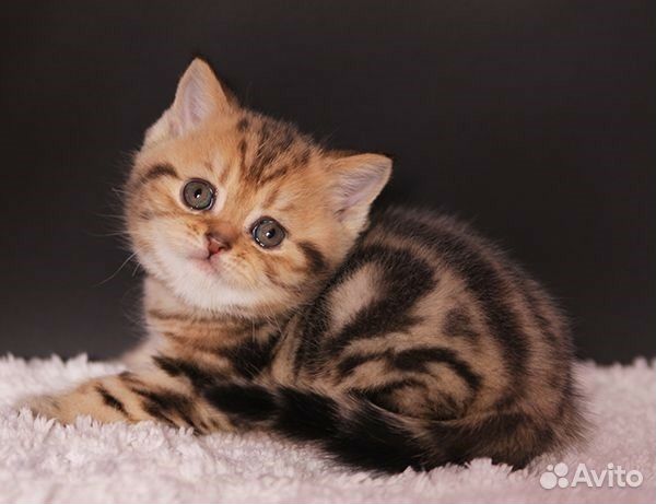 Британский котик
