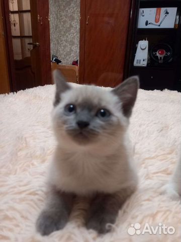 Сиамские котята бесплатно