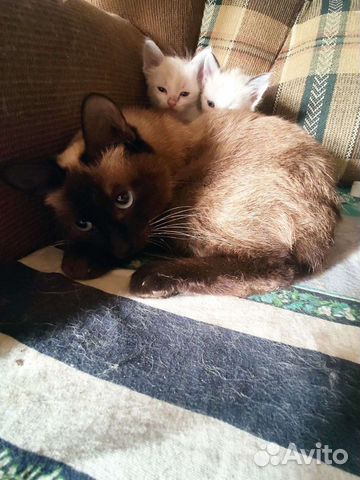 Кошка тайского окраса