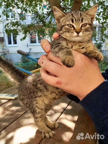 Кошечка лапуля 2 месяца