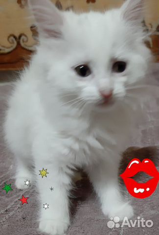 Котёнок снежка, девочка, 2 мес., белая