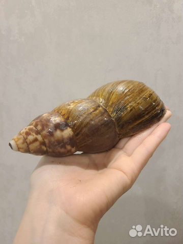 Улитки ахатины бесплатно