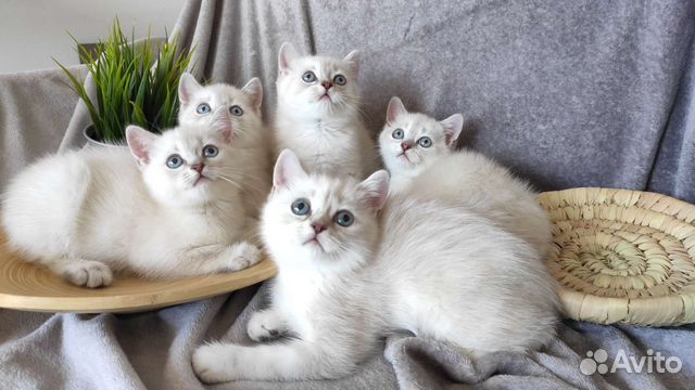 Ласковые британские котята