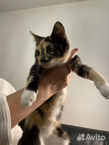 Кошечка-котенок необычной трёхцветной расцветки