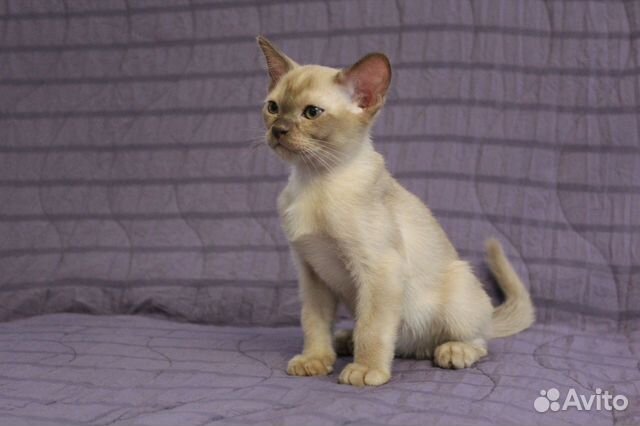 Котик шоколад