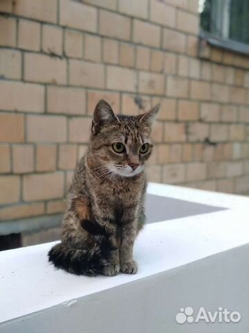 Ласковую кошку выбросили на улицу