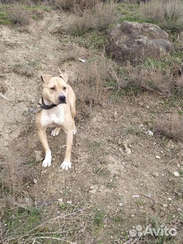 Собаки бесплатно в добрые руки щенки