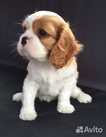 Кавалерчики щенки