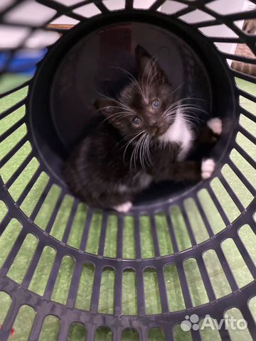 Котенок Кнопочка в добрые руки