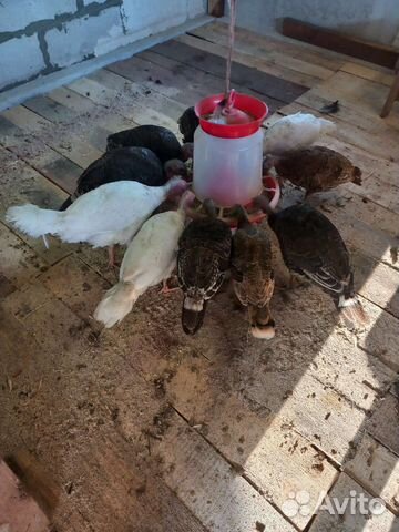 Индюки индюшата