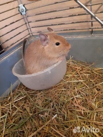 Дегу с клеткой