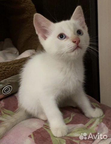Котенок