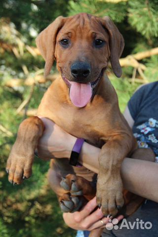 Родезийский риджбек