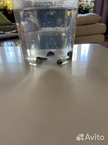 Улитки тиломелания