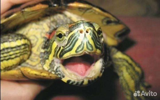 Черепаха с аквариумом