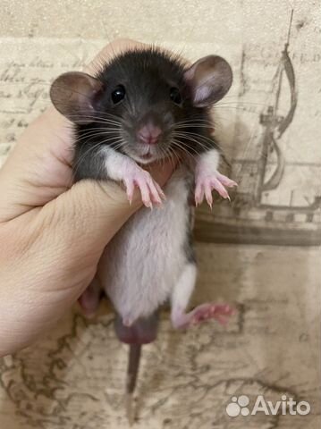 Крысята дамбо мальчики