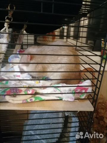 Домашние животные крысы