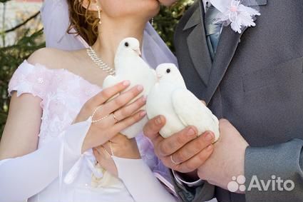 Продаю белых голубей на свадьбу. Пара