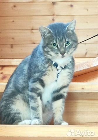 Котик Дымок