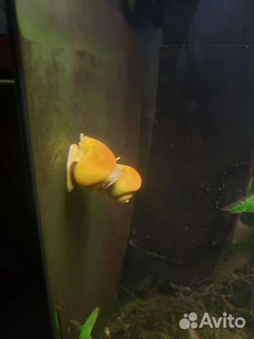 Улитка ампулярия