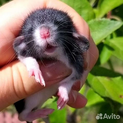 Крысята дамбо малышарики от ratlove13.85